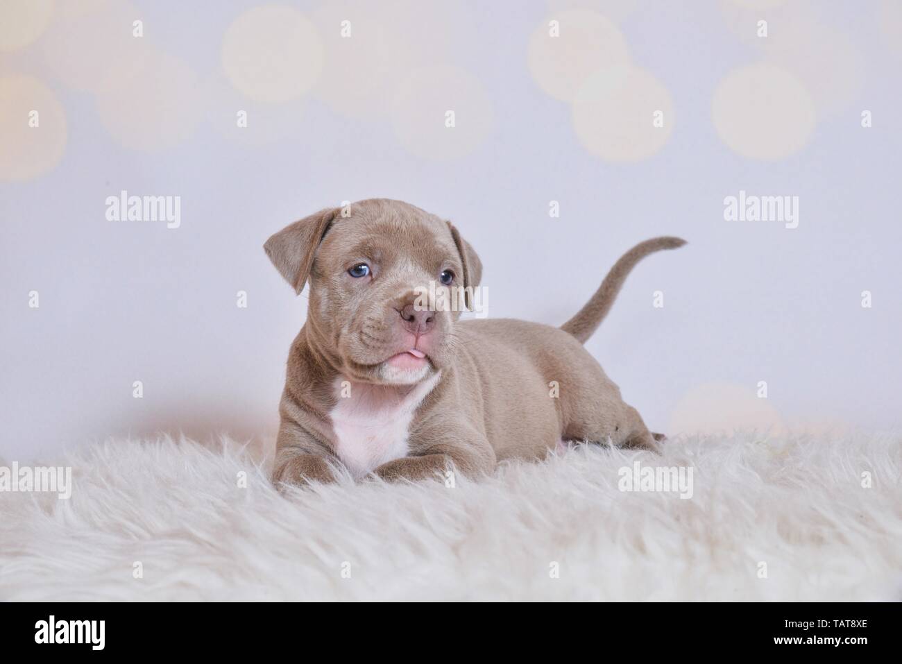 American Pit Bull Terrier Puppy Stock Photo - Alamy