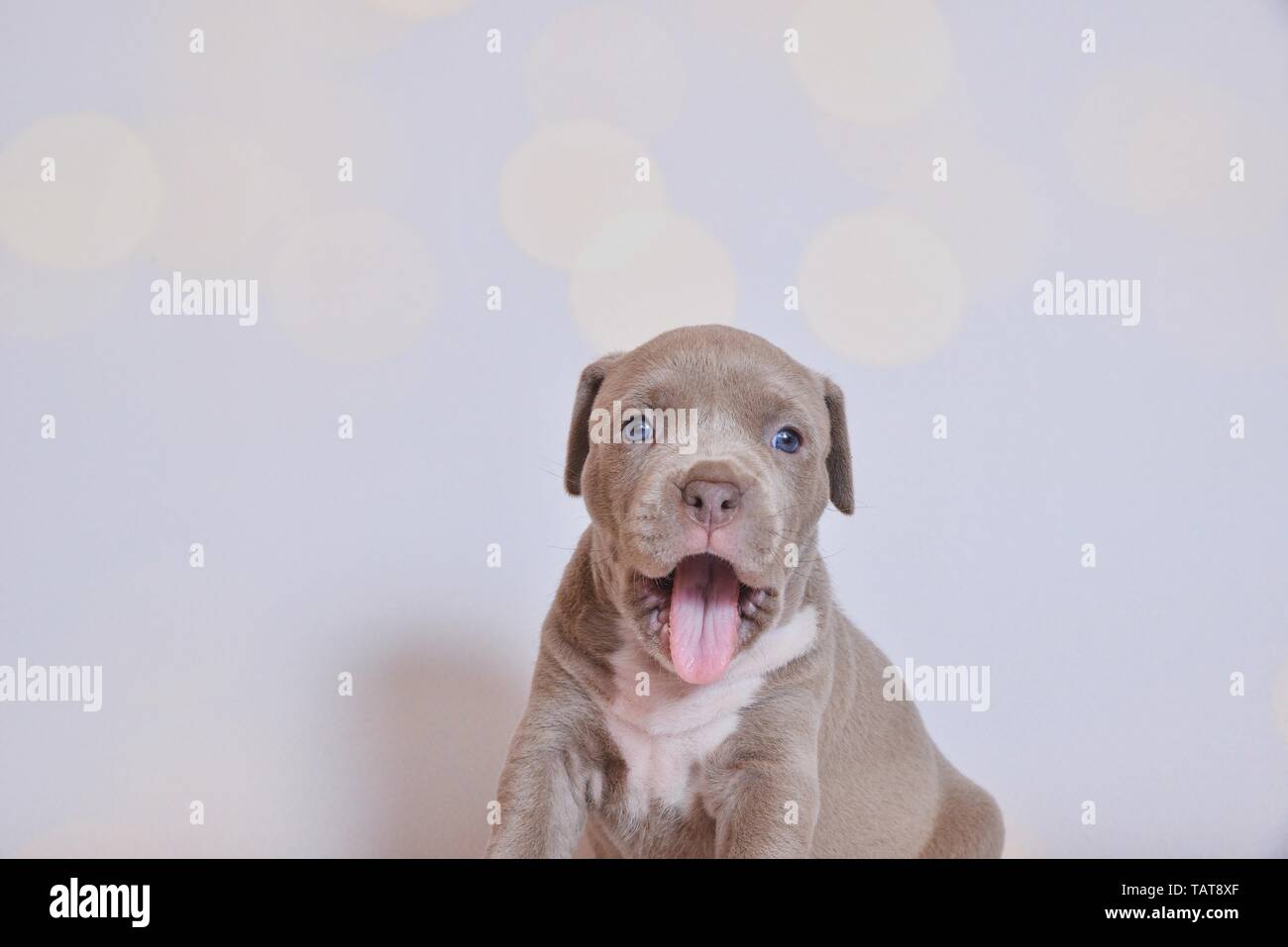 American Pit Bull Terrier Puppy Stock Photo - Alamy