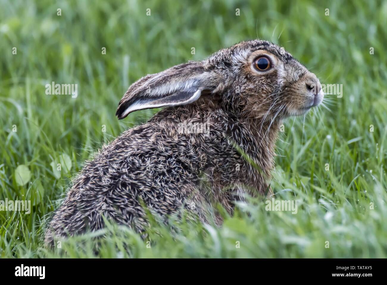 Hare greenfield hi-res stock photography and images - Alamy