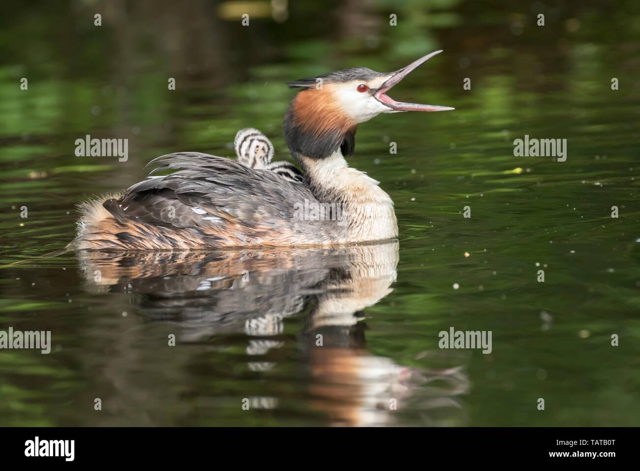 great crested grebes Stock Photo - Alamy