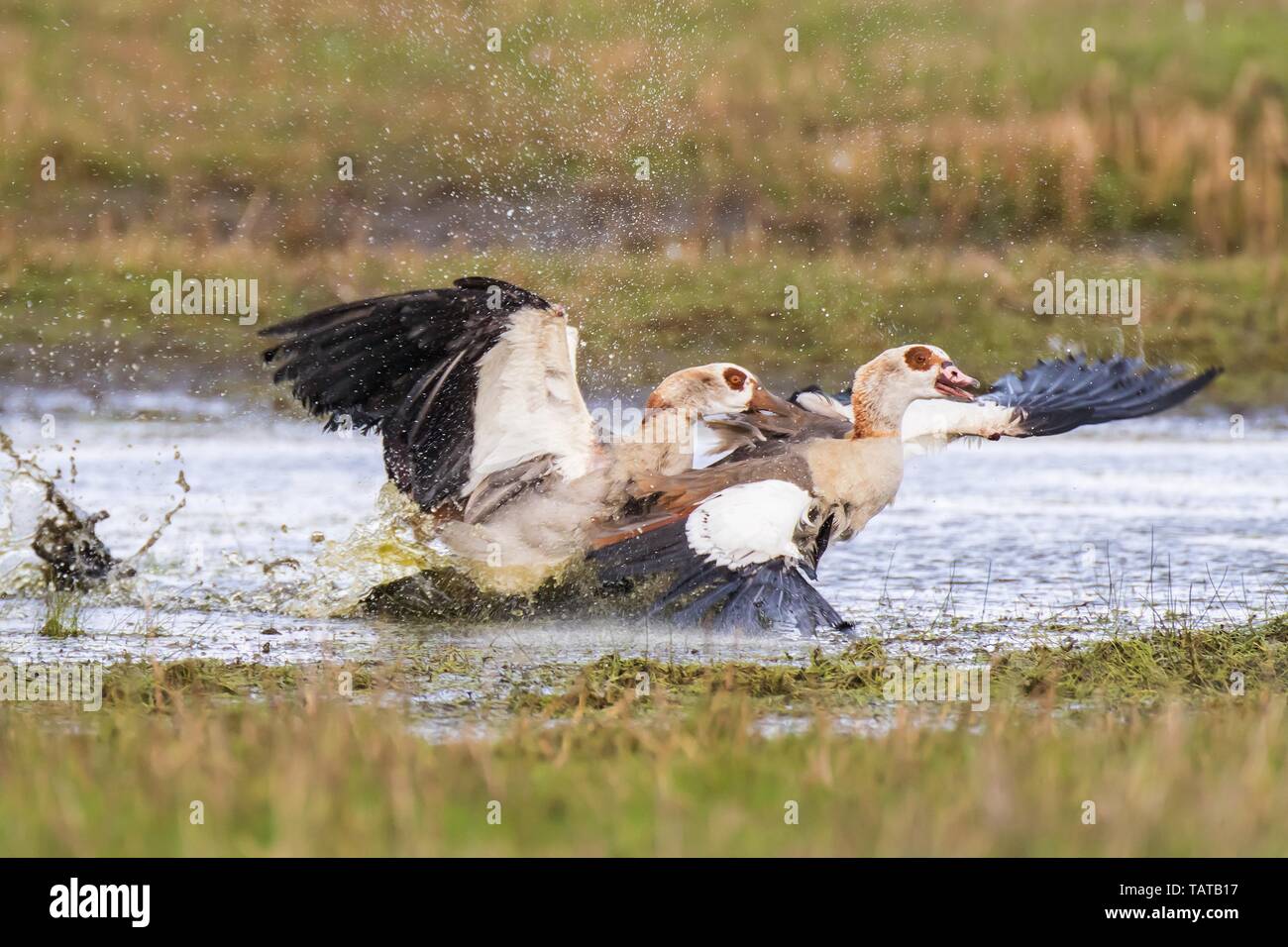 Egyptian goose fight hi-res stock photography and images - Alamy