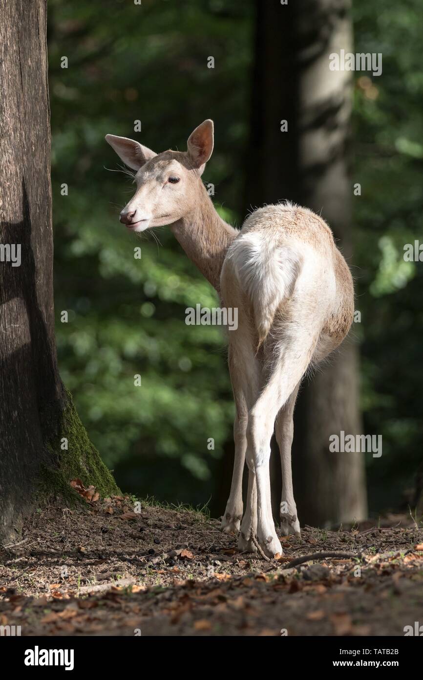 Deer fallow rear view hi-res stock photography and images - Alamy