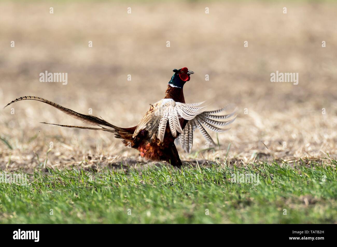 Male pheasant landscape format hi-res stock photography and images - Alamy