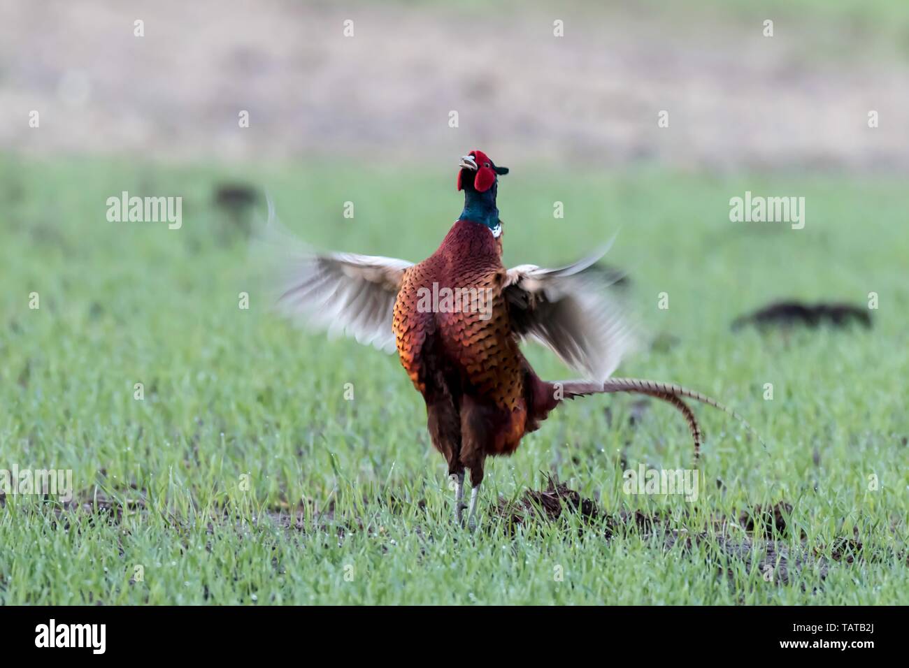 Male pheasant landscape format hi-res stock photography and images - Alamy