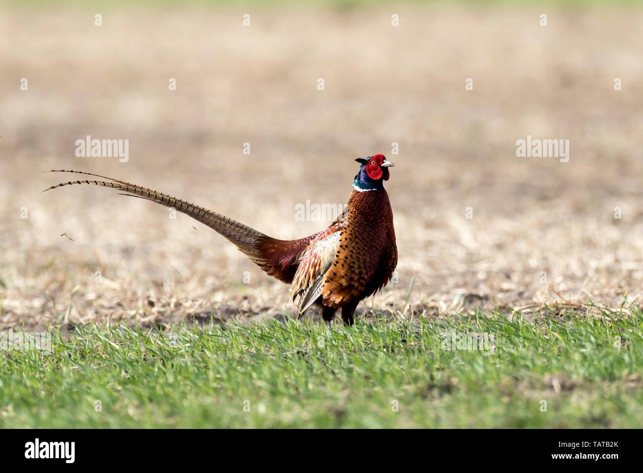 Male pheasant landscape format hi-res stock photography and images - Alamy
