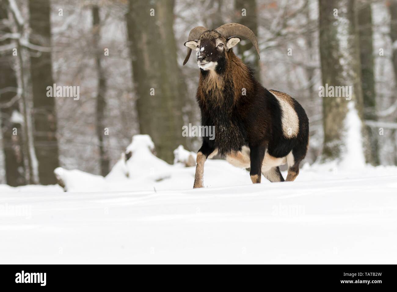 Goat trotting hi-res stock photography and images - Alamy