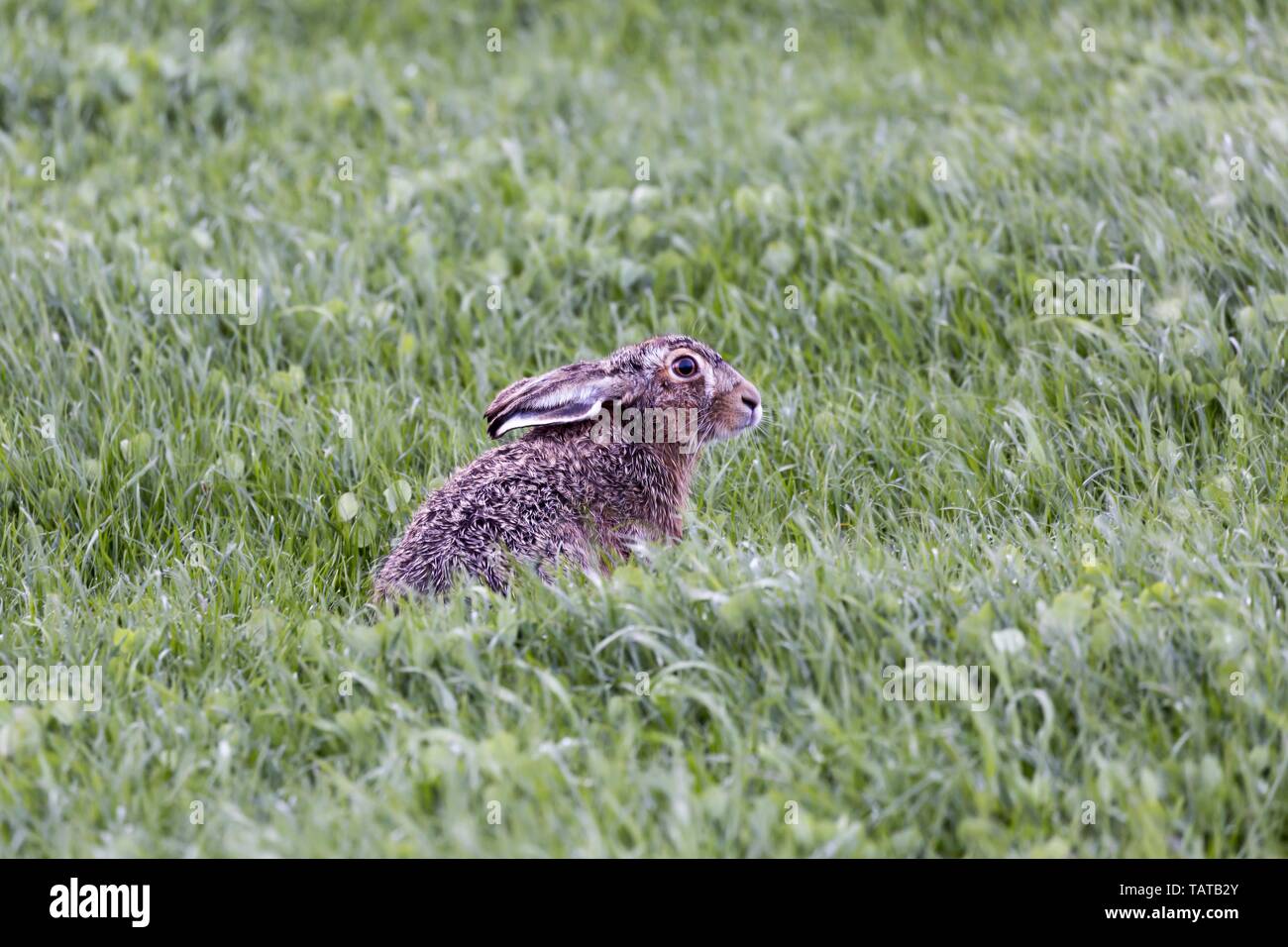 Hare greenfield hi-res stock photography and images - Alamy