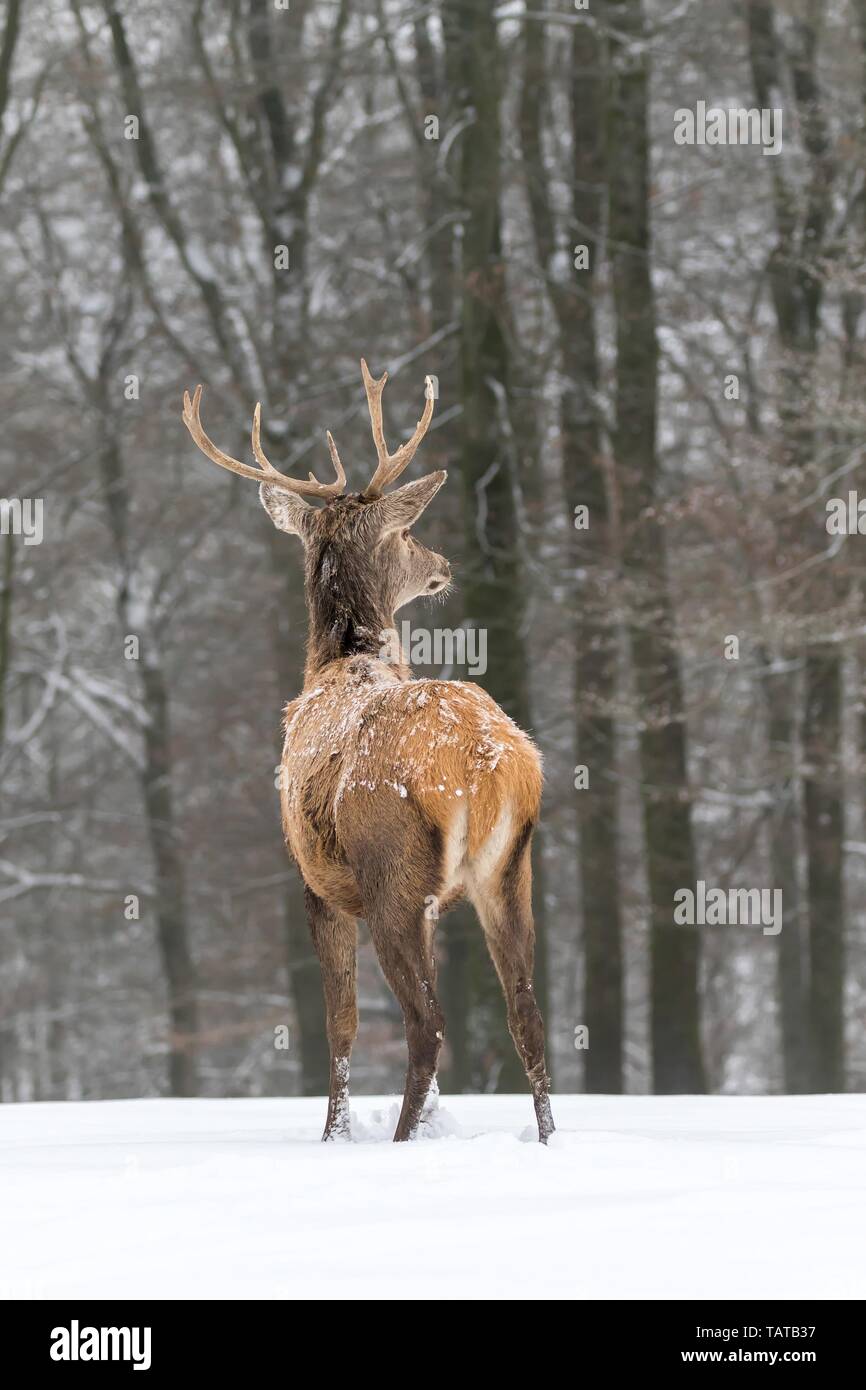 Red deer antlers back view hi-res stock photography and images - Alamy