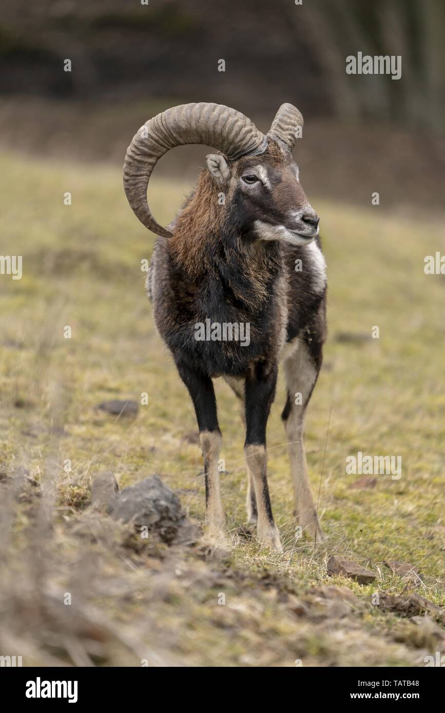 Tups rams ram tup hi-res stock photography and images - Alamy