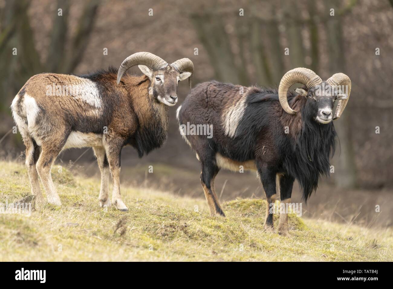Mouflon or european mouflon two males hi-res stock photography and ...