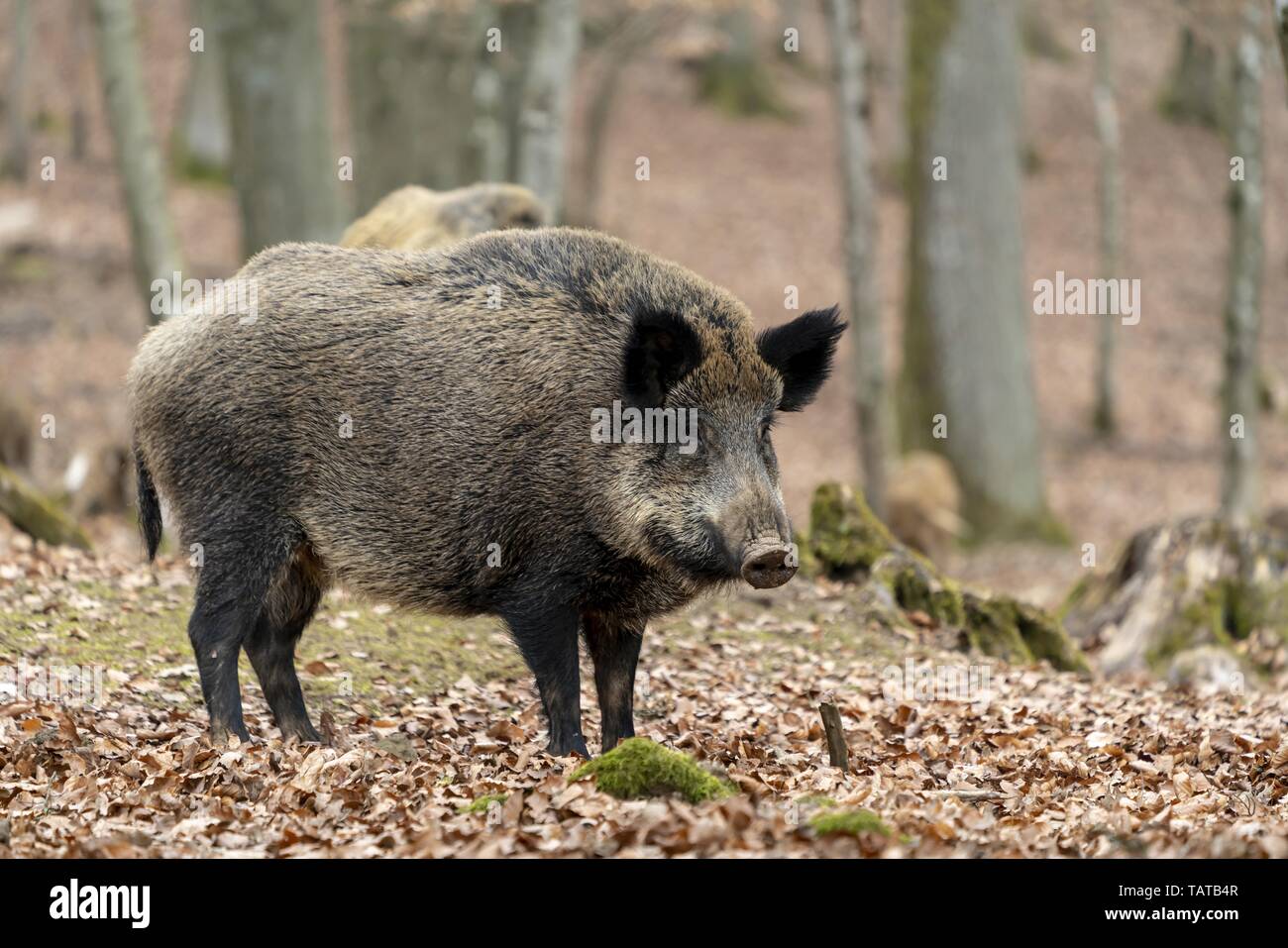 Sow sows boar boars hi-res stock photography and images - Alamy