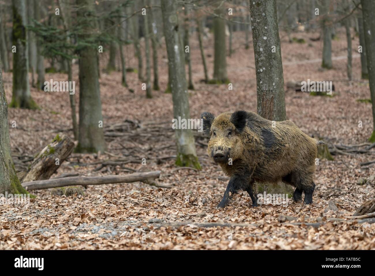Male boar hi-res stock photography and images - Alamy