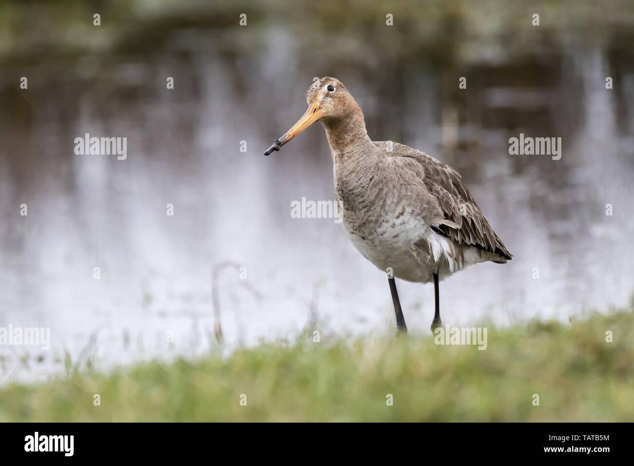 Godwit Bird Godwits Birds High Resolution Stock Photography and Images ...