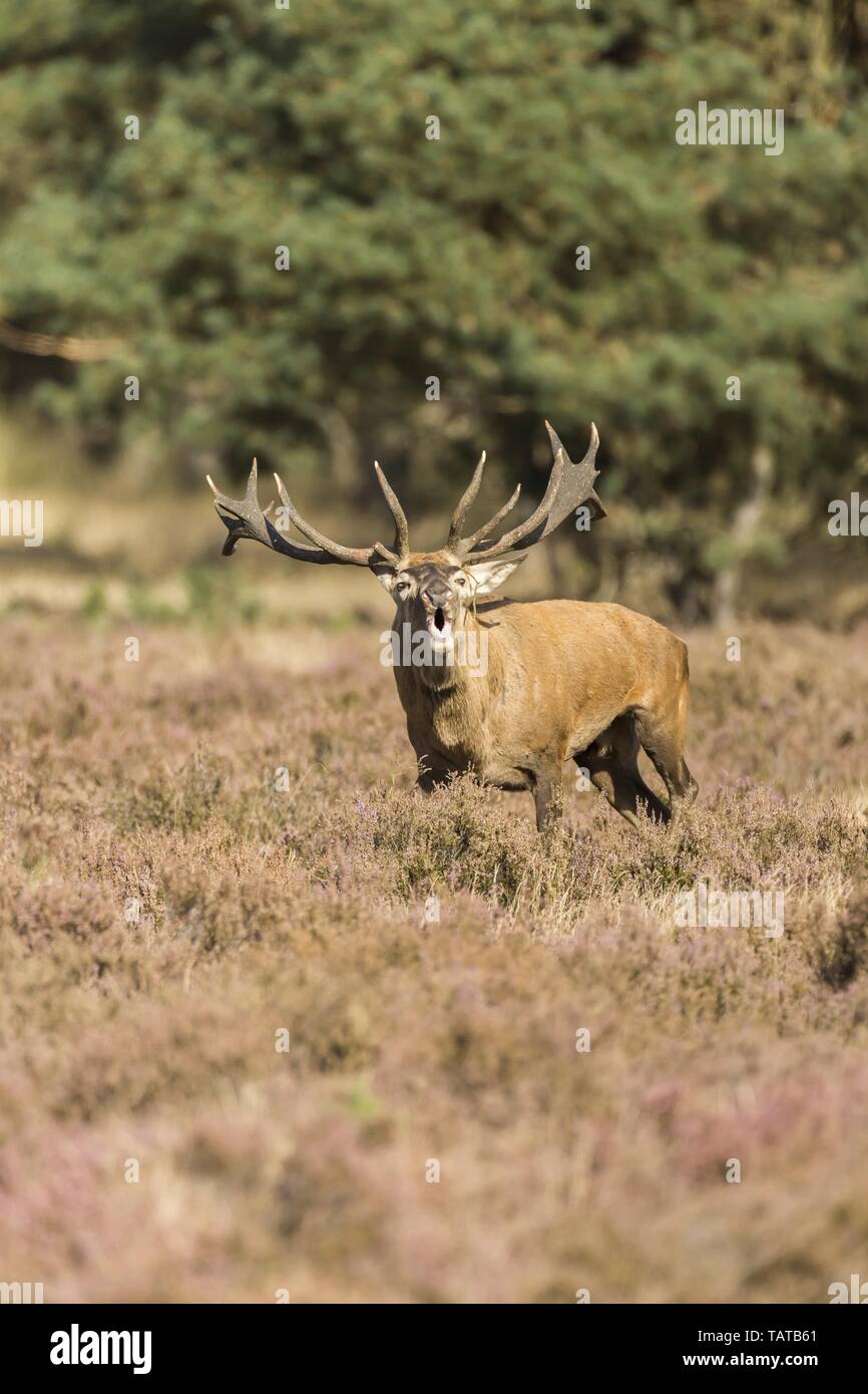 Erica hart hi-res stock photography and images - Alamy