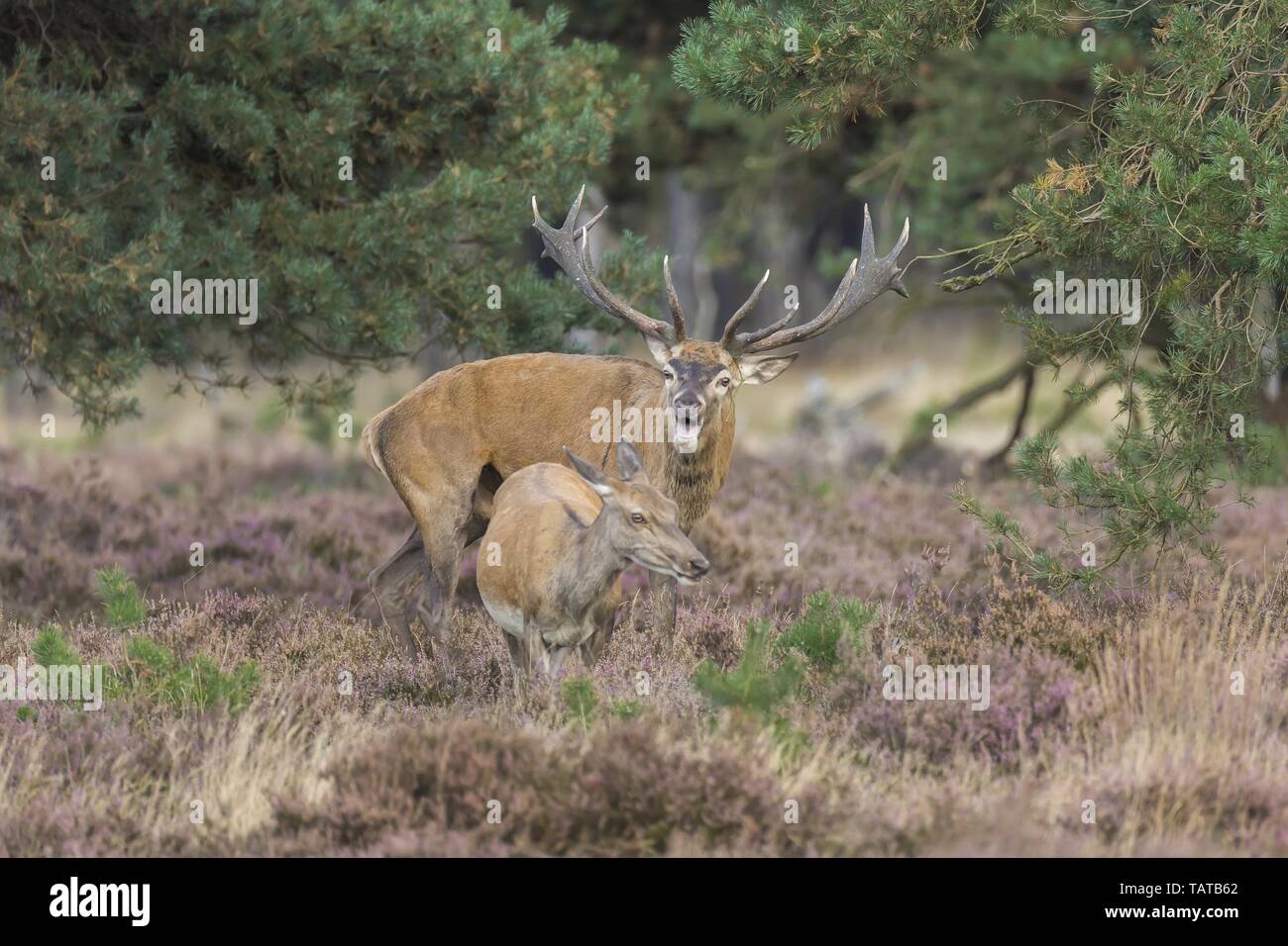 Erica hart hi-res stock photography and images - Alamy