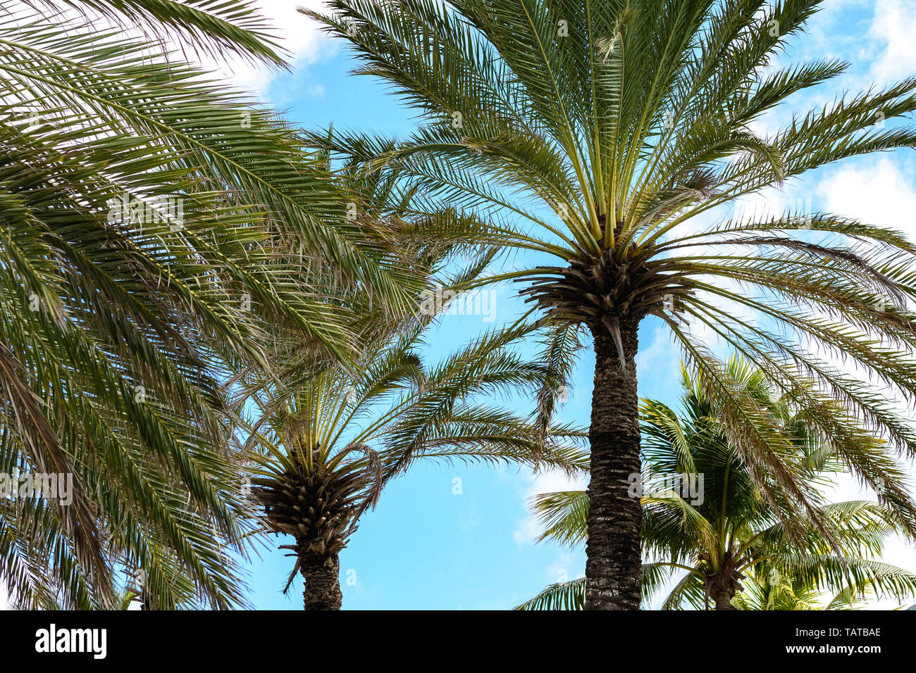 Palmtree crowns hi-res stock photography and images - Alamy