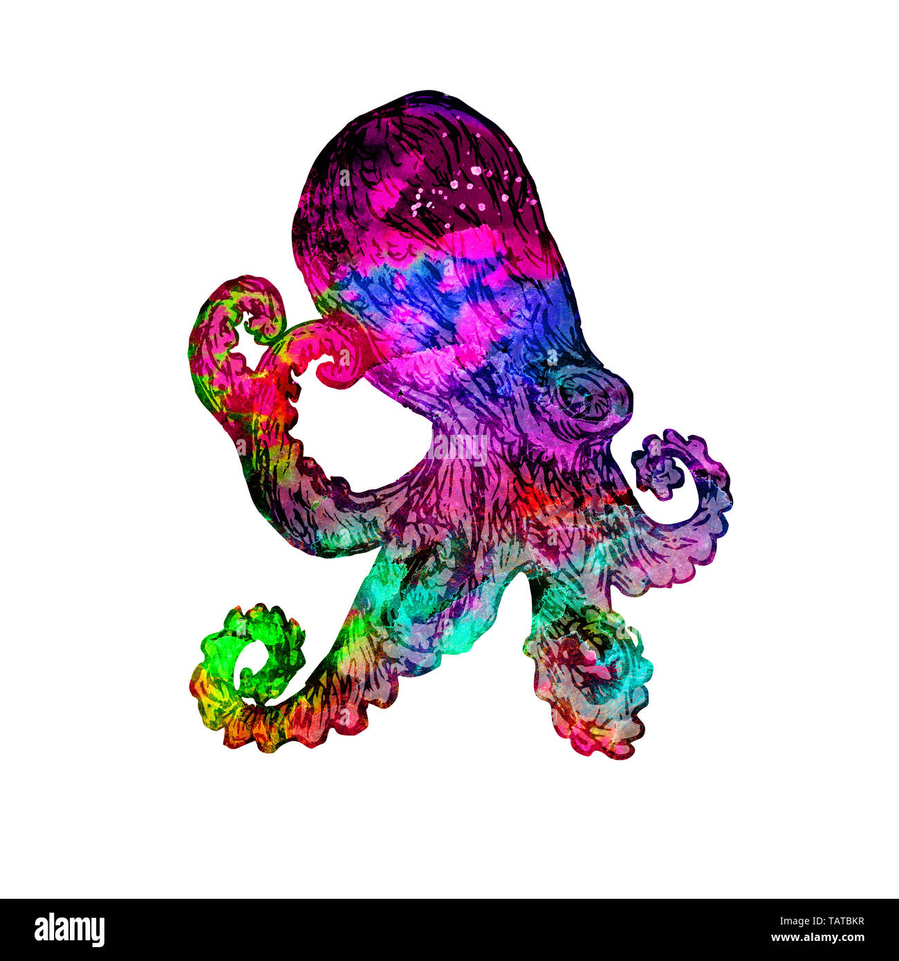 Colorful Octopus Photography