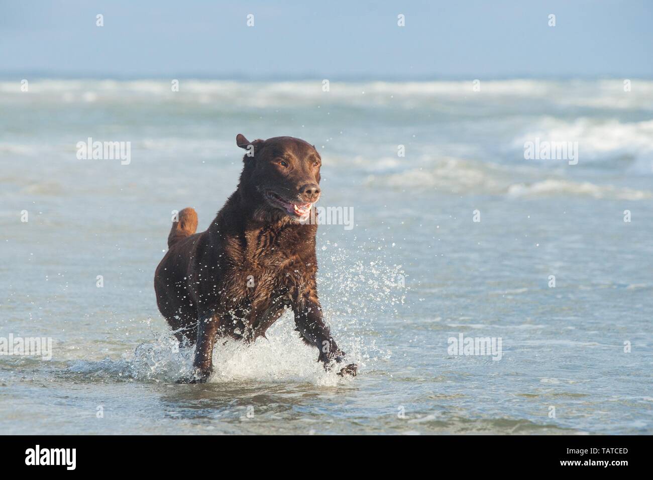 old Labrador Retriever Stock Photo - Alamy