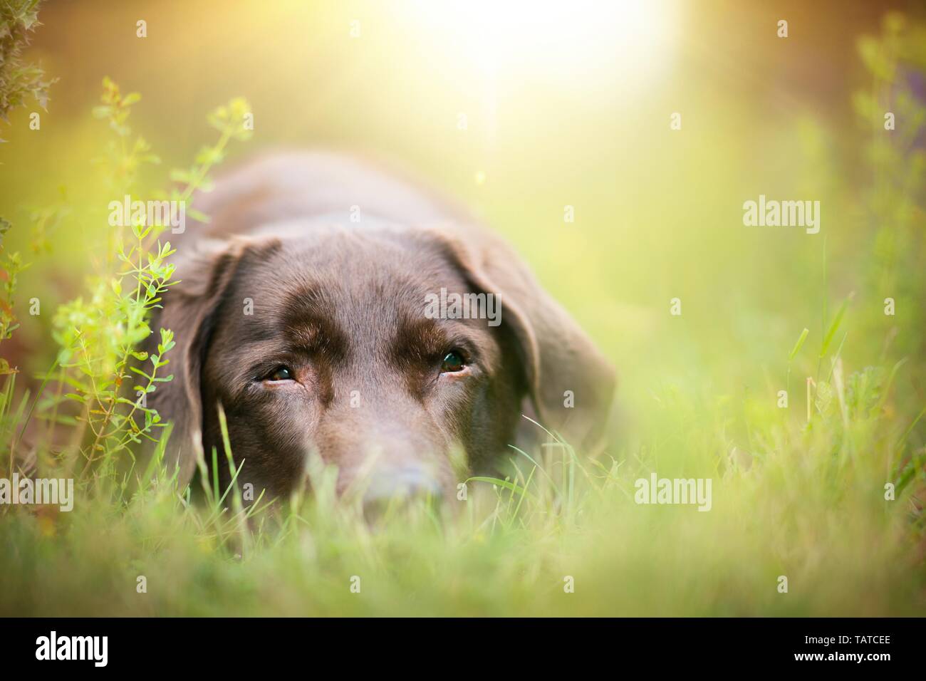 old Labrador Retriever Stock Photo - Alamy