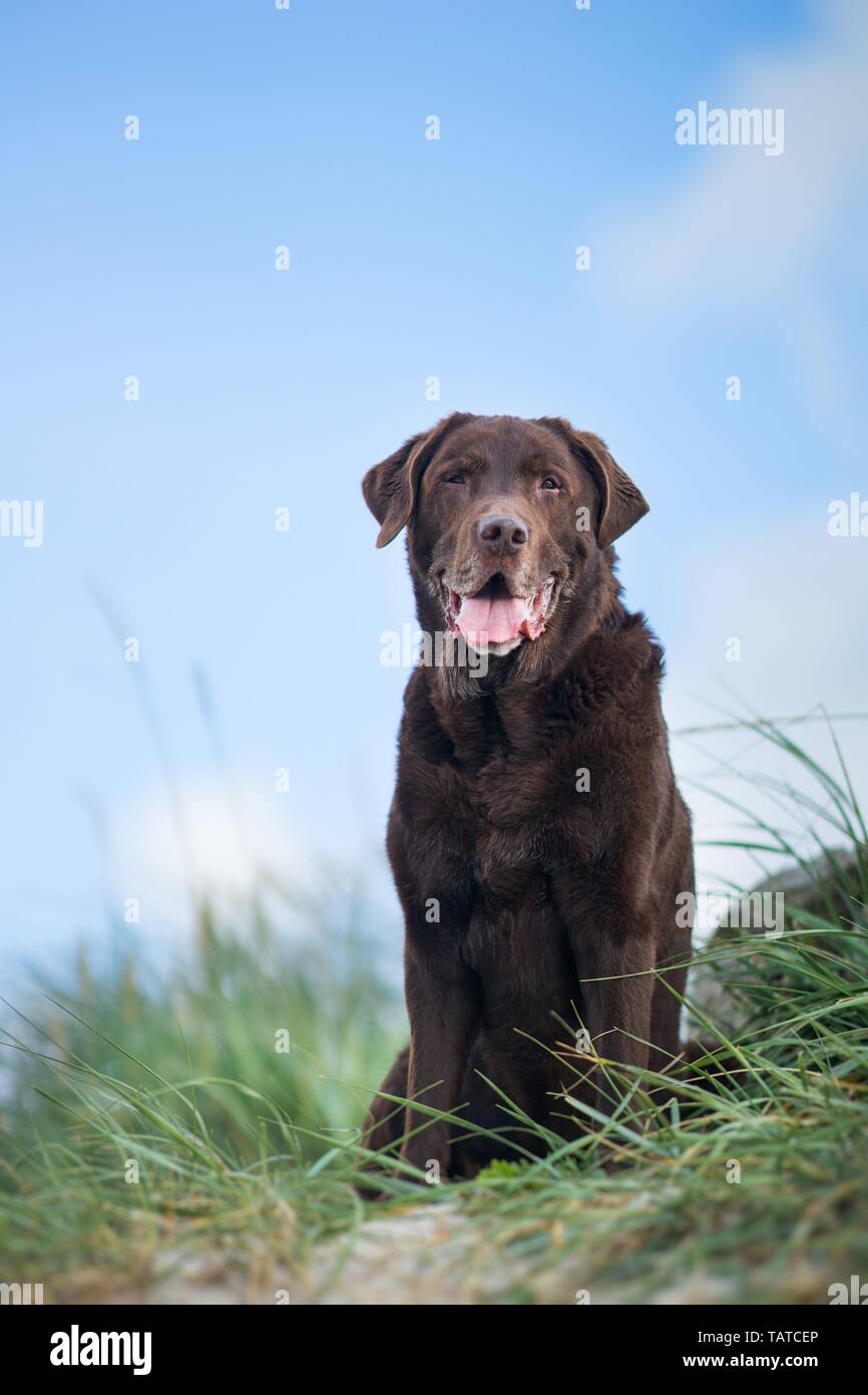 old Labrador Retriever Stock Photo - Alamy