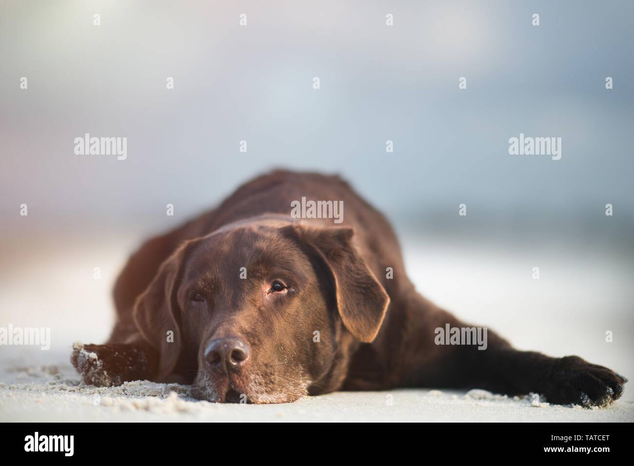 Old chocolate labrador tired hi-res stock photography and images - Alamy