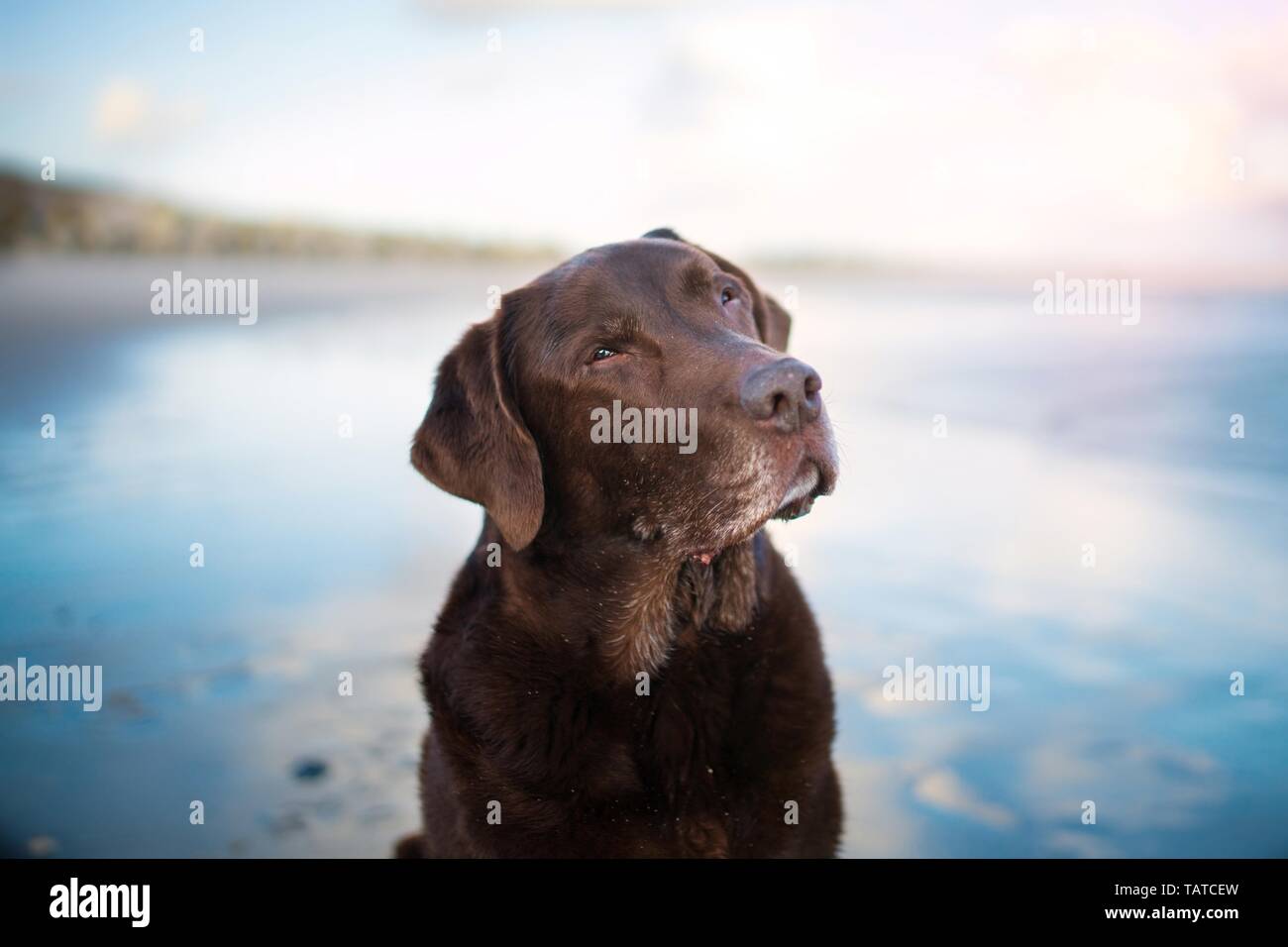 old Labrador Retriever Stock Photo - Alamy