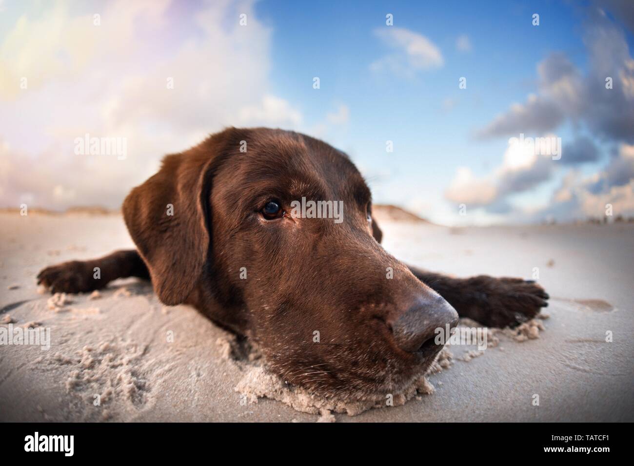 old Labrador Retriever Stock Photo - Alamy