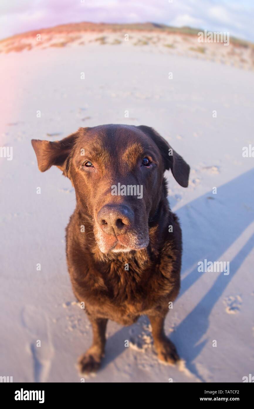 old Labrador Retriever Stock Photo - Alamy