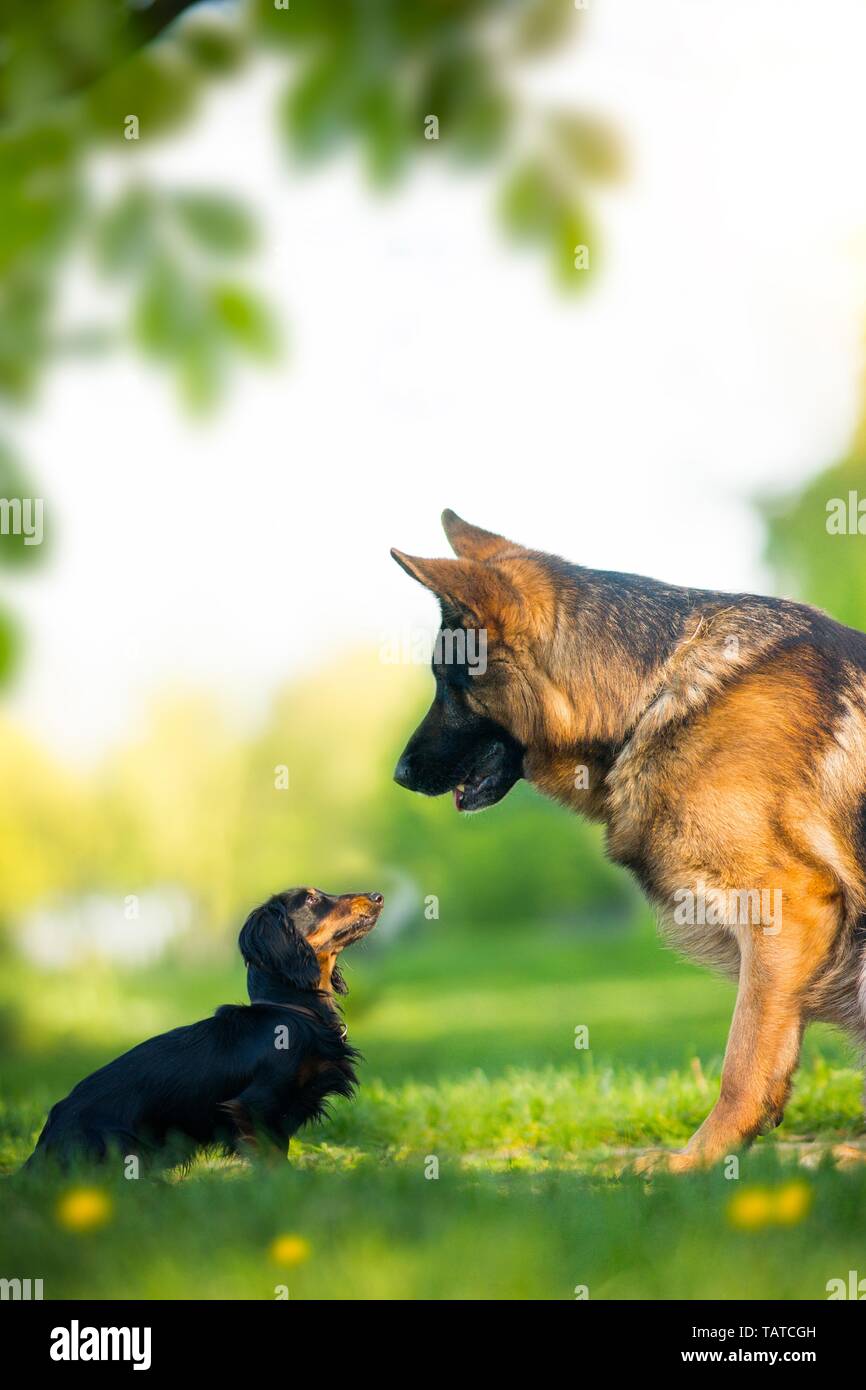 Dachshund shepherd hi-res stock photography and images - Alamy