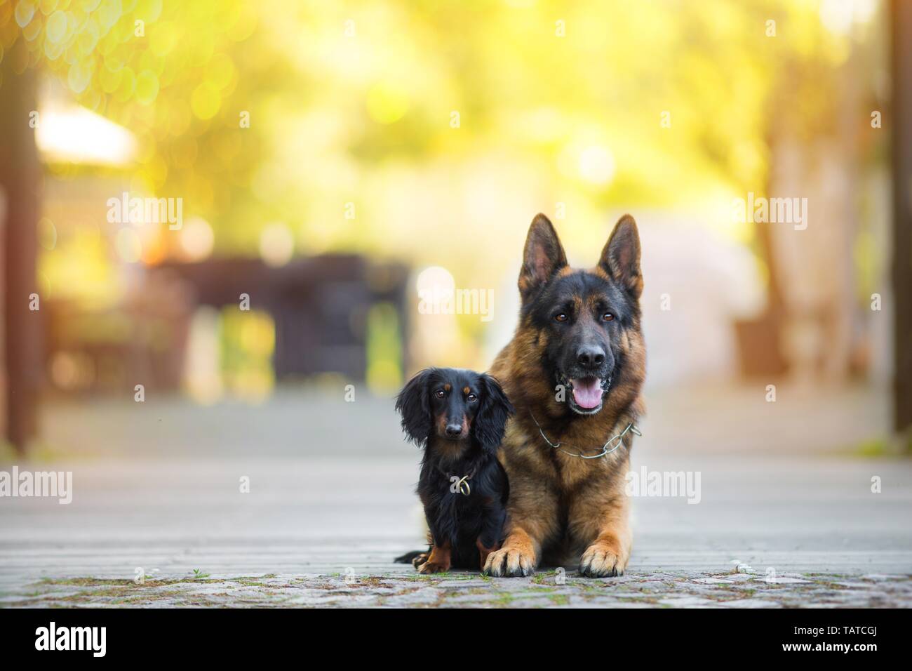 Dachshund shepherd hi-res stock photography and images - Alamy