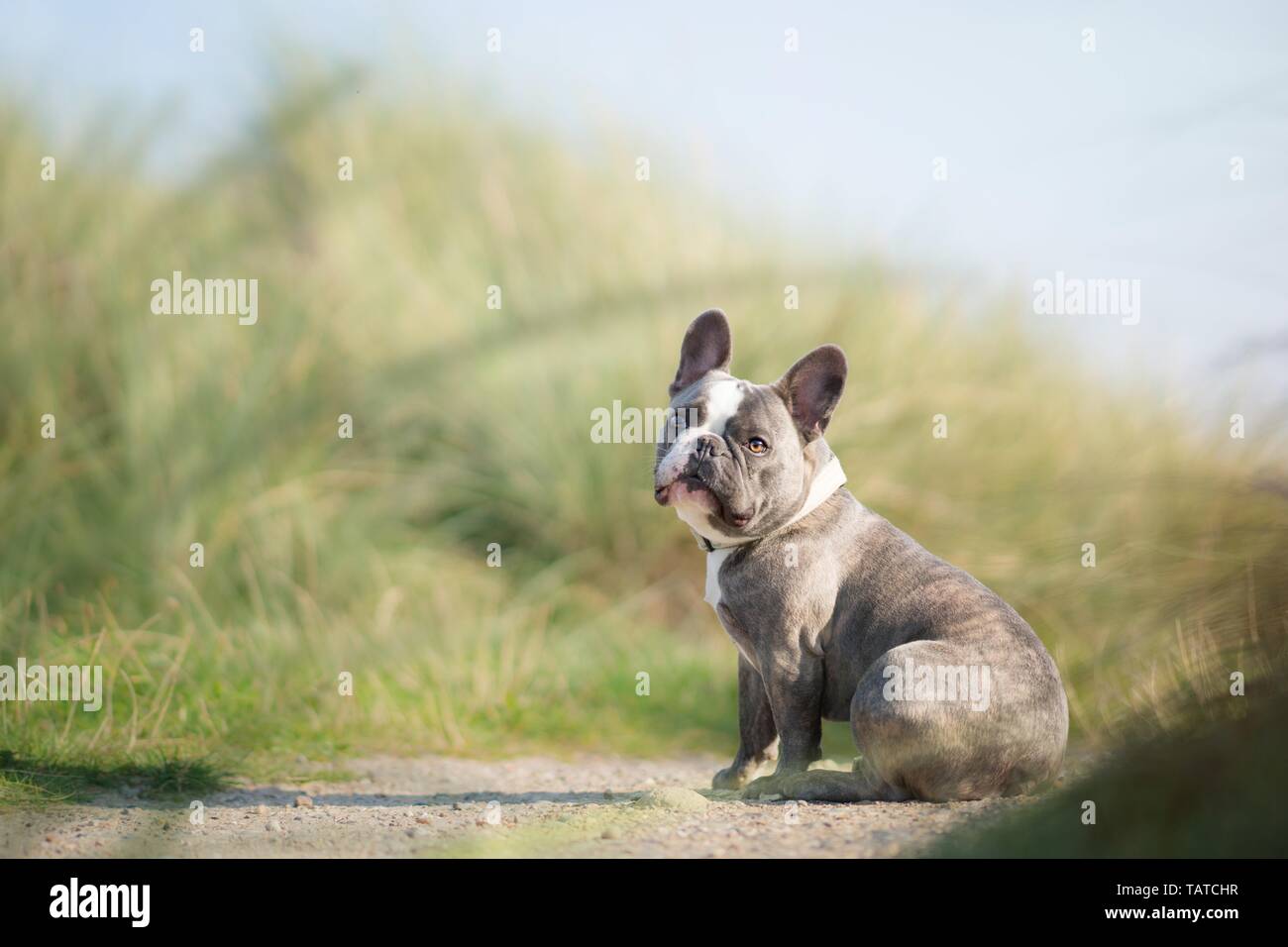 sitting French Bulldog Stock Photo - Alamy