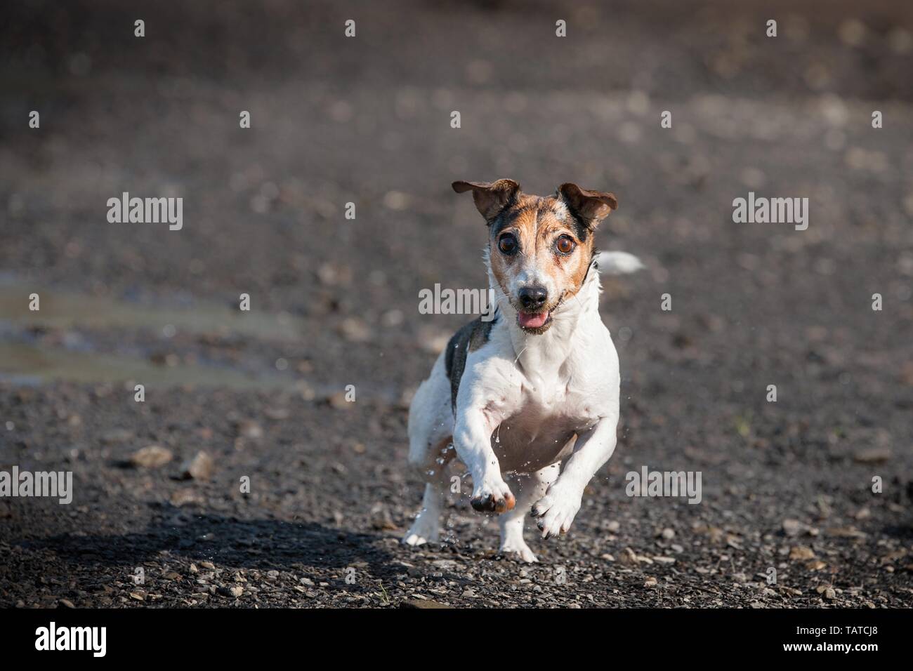 running Jack Russell Terrier Stock Photo - Alamy