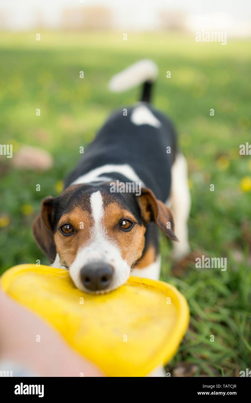 playing Jack Russell Terrier Stock Photo - Alamy