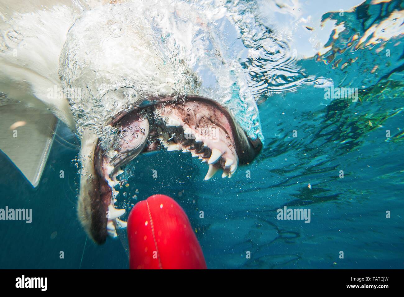diving Labrador Retriever Stock Photo - Alamy