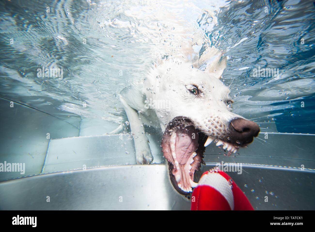 diving Labrador Retriever Stock Photo - Alamy