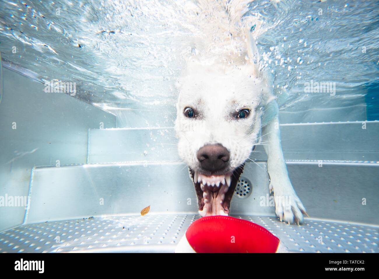 diving Labrador Retriever Stock Photo - Alamy