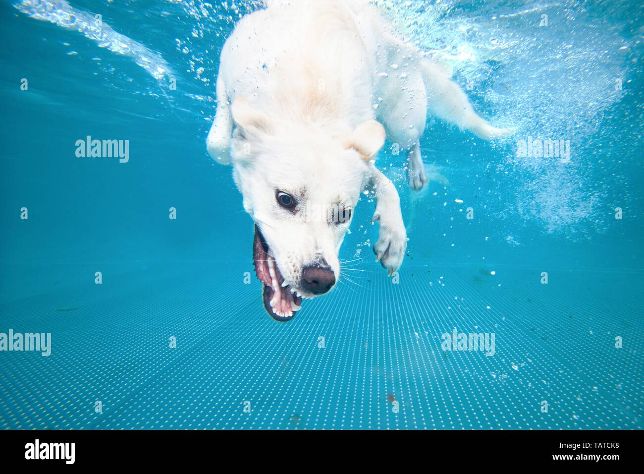 Plunging into pool and underwater hi-res stock photography and images ...