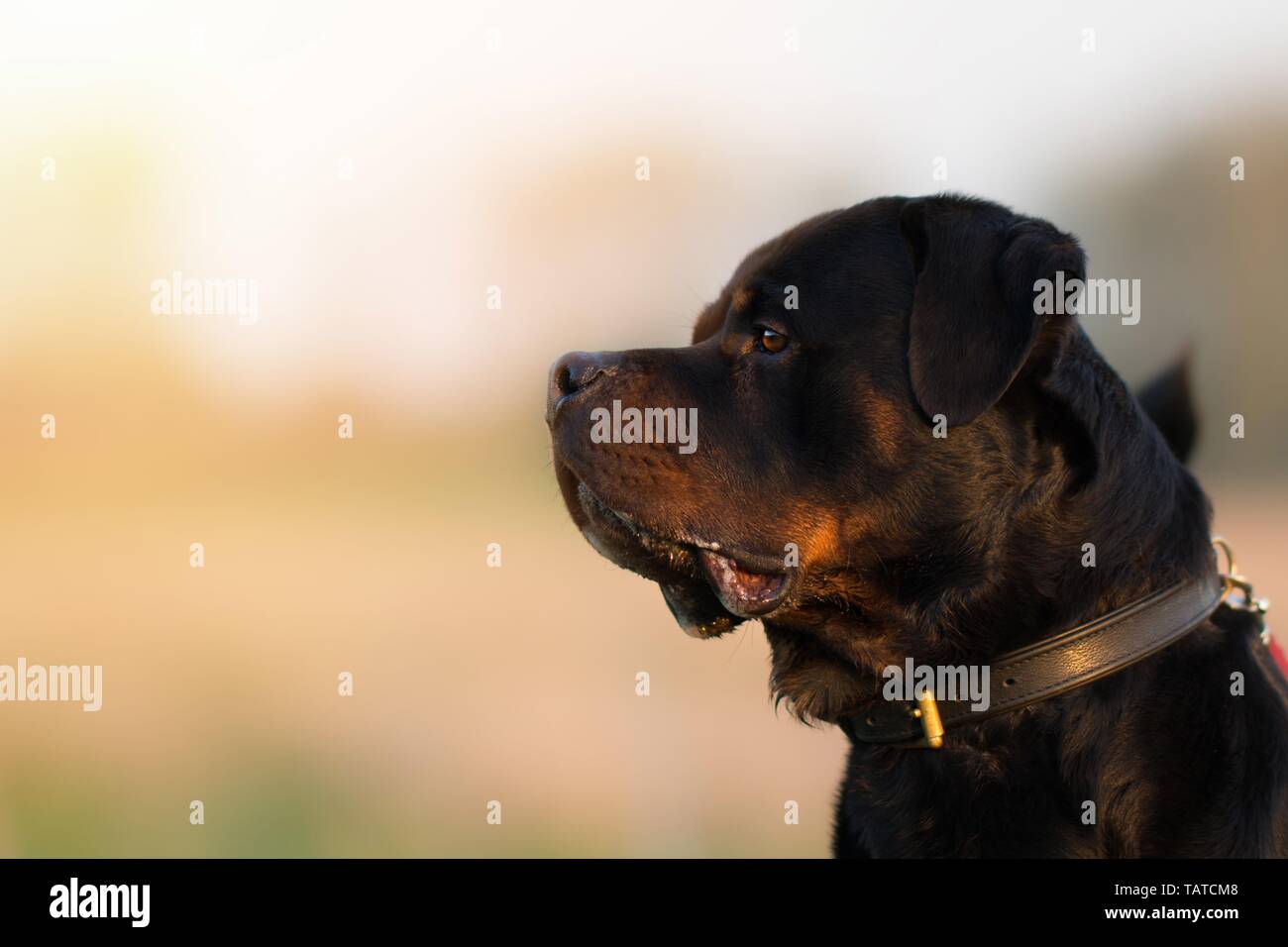 Rottweiler side profile of head hi-res stock photography and images - Alamy