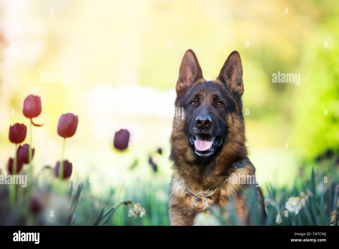 German Shepherd Portrait Stock Photo - Alamy