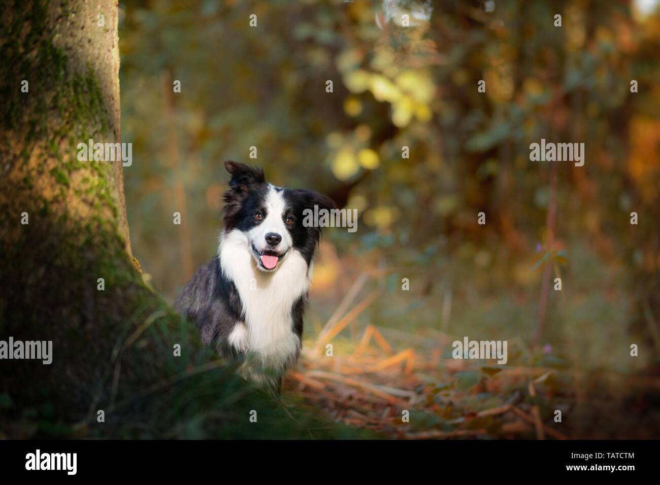 Border Collie Portrait Stock Photo - Alamy