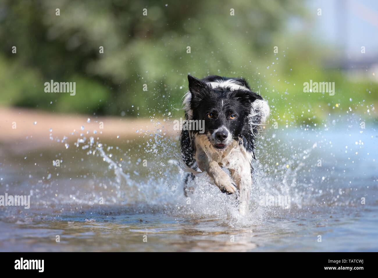 running Border Collie Stock Photo - Alamy