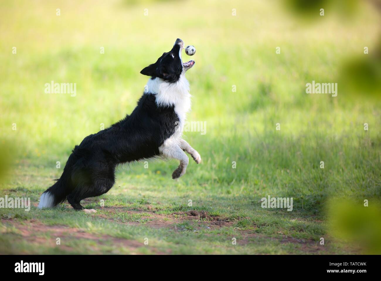 playing Border Collie Stock Photo - Alamy