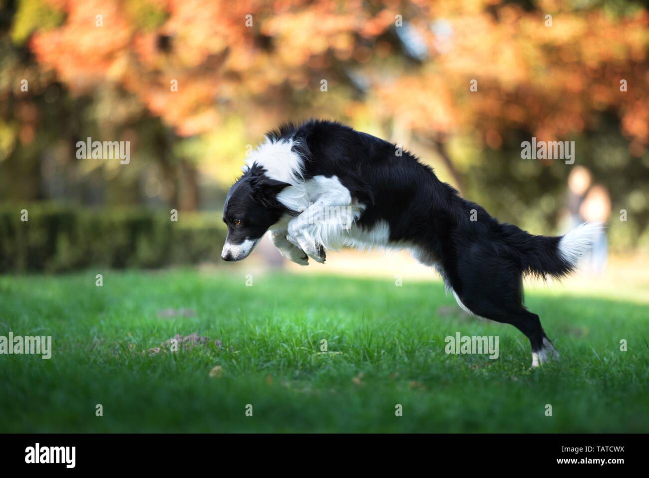 jumping Border Collie Stock Photo - Alamy