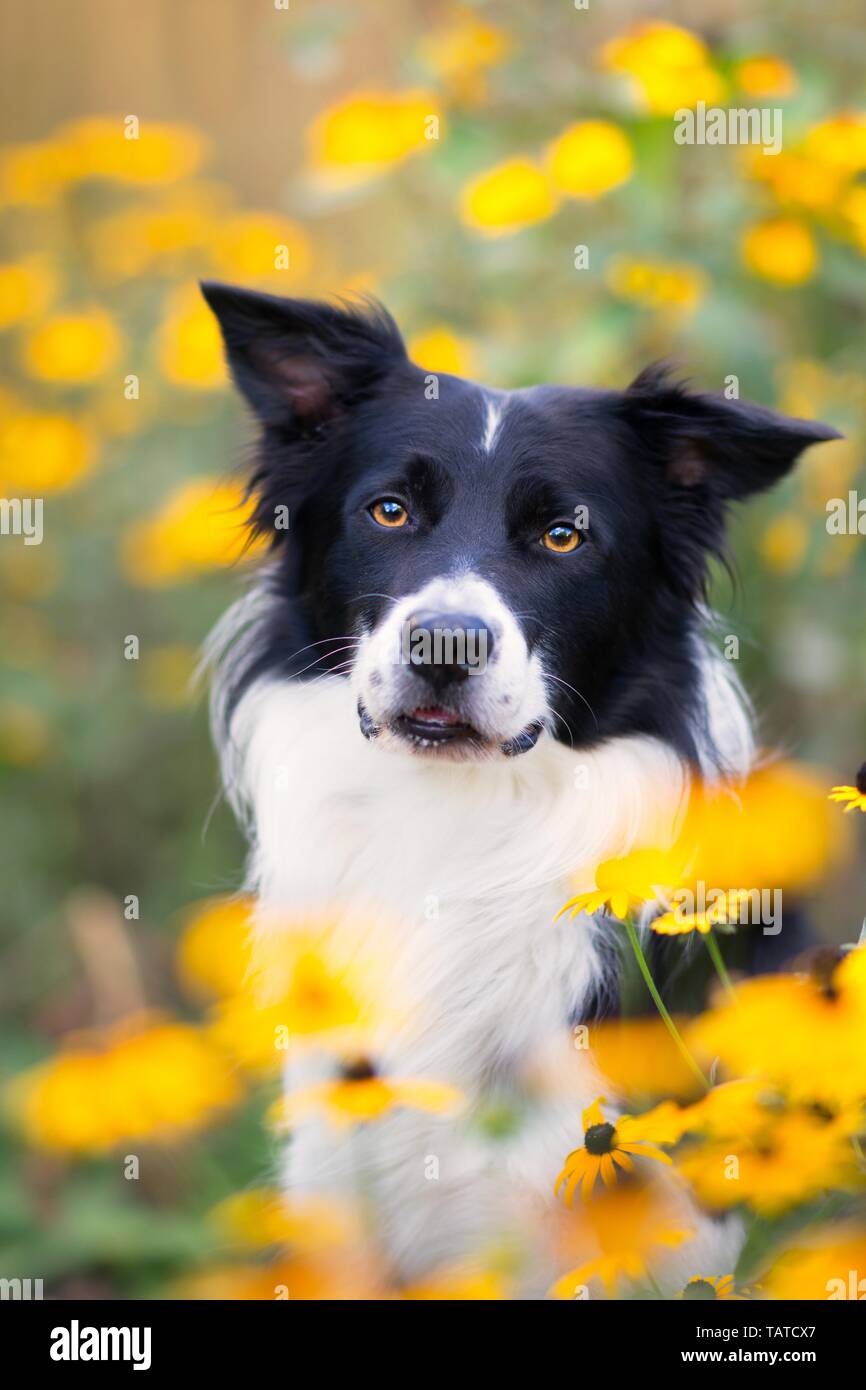 Border Collie Portrait Stock Photo - Alamy