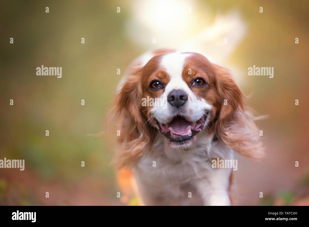 Cavalier King Charles Spaniel Portrait Stock Photo - Alamy