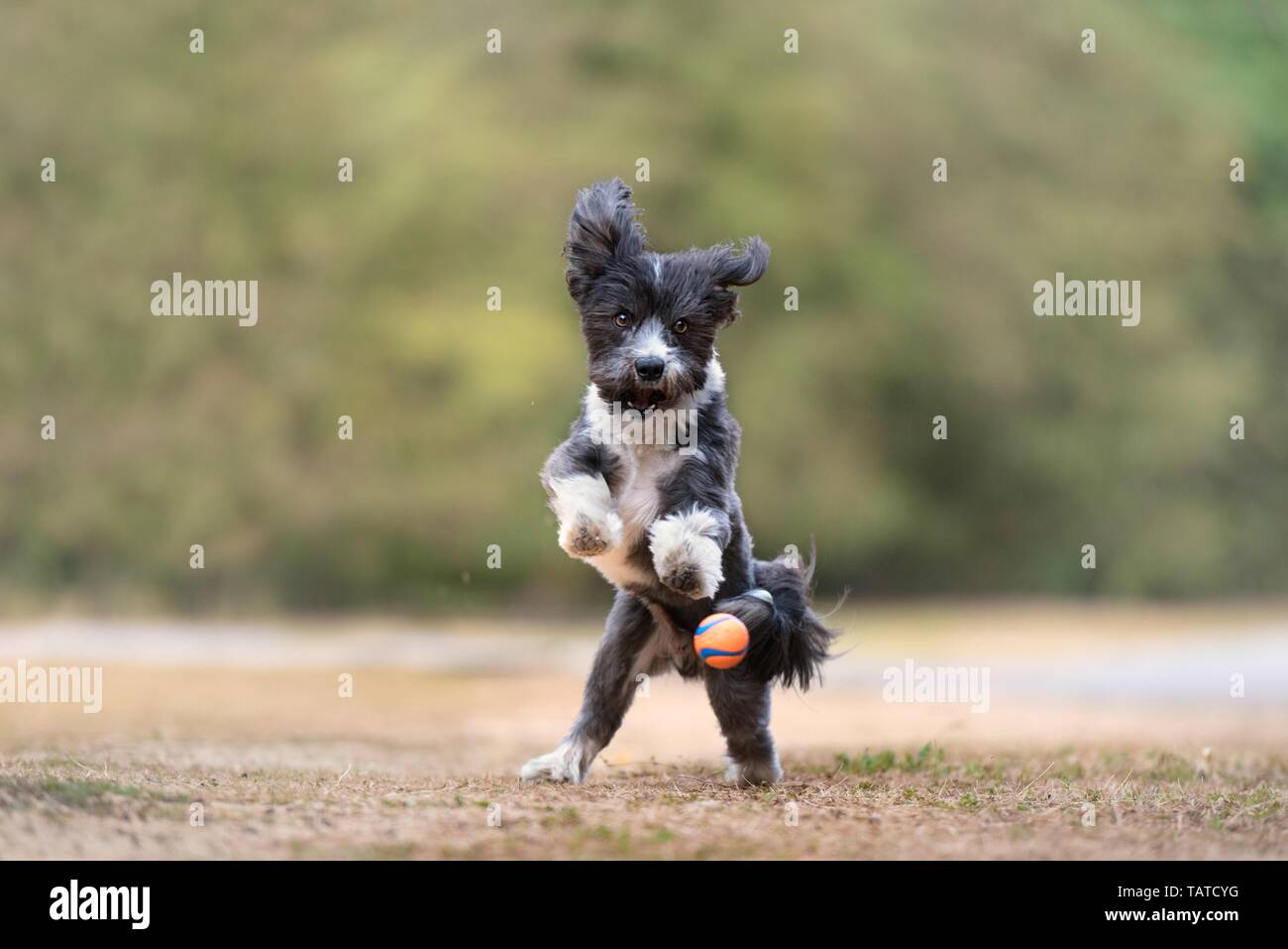 Havanese and ball hi-res stock photography and images - Alamy