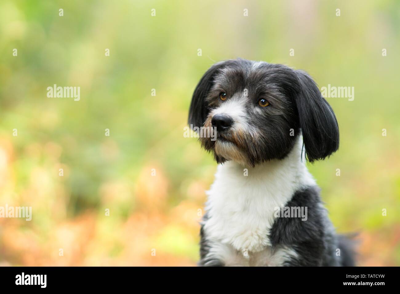 Havanese head hi-res stock photography and images - Alamy