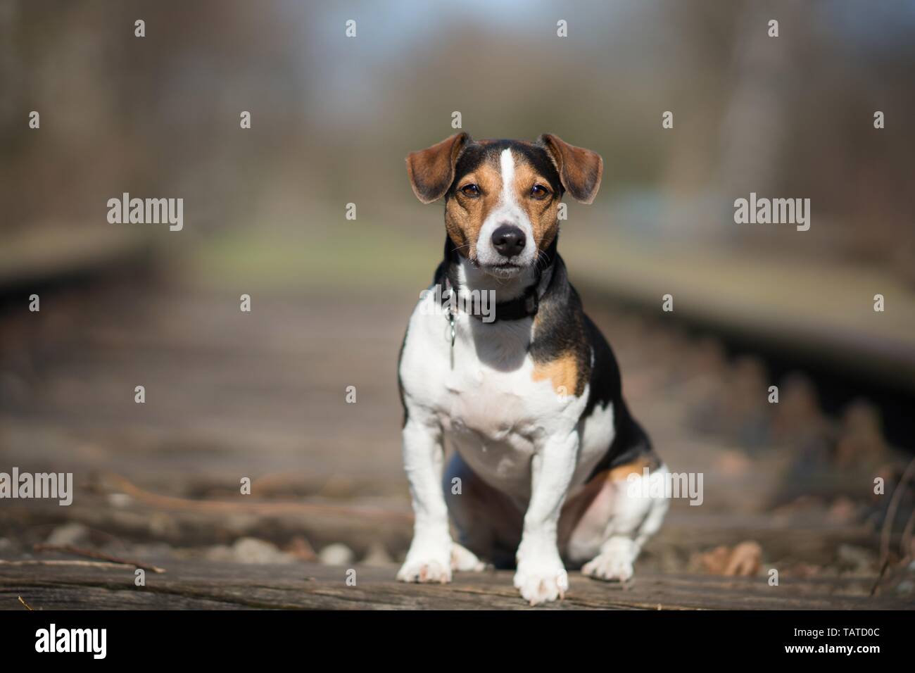 sitting Jack Russell Terrier Stock Photo - Alamy