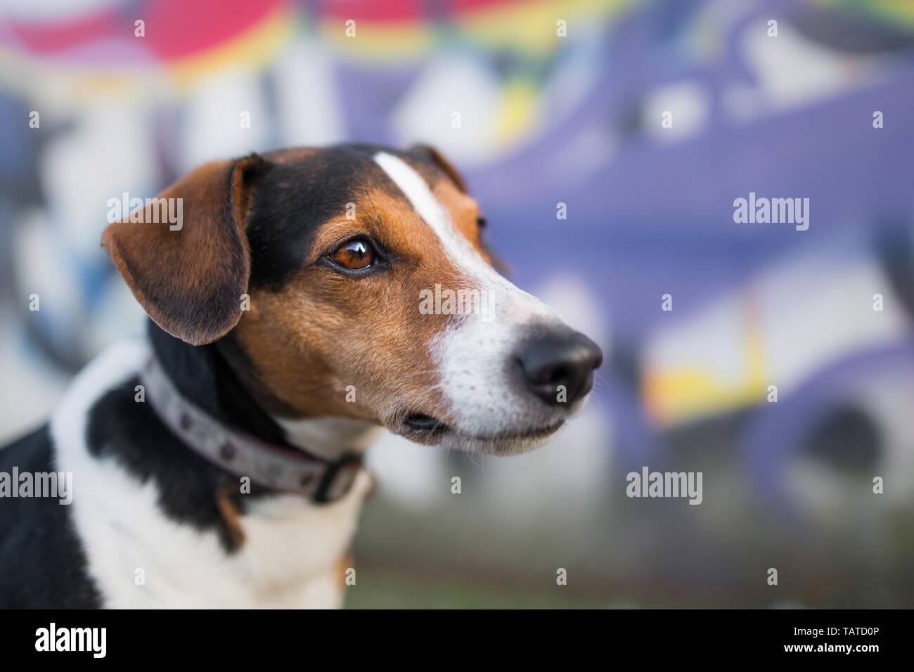 Russell terrier side profile collar hi-res stock photography and images ...