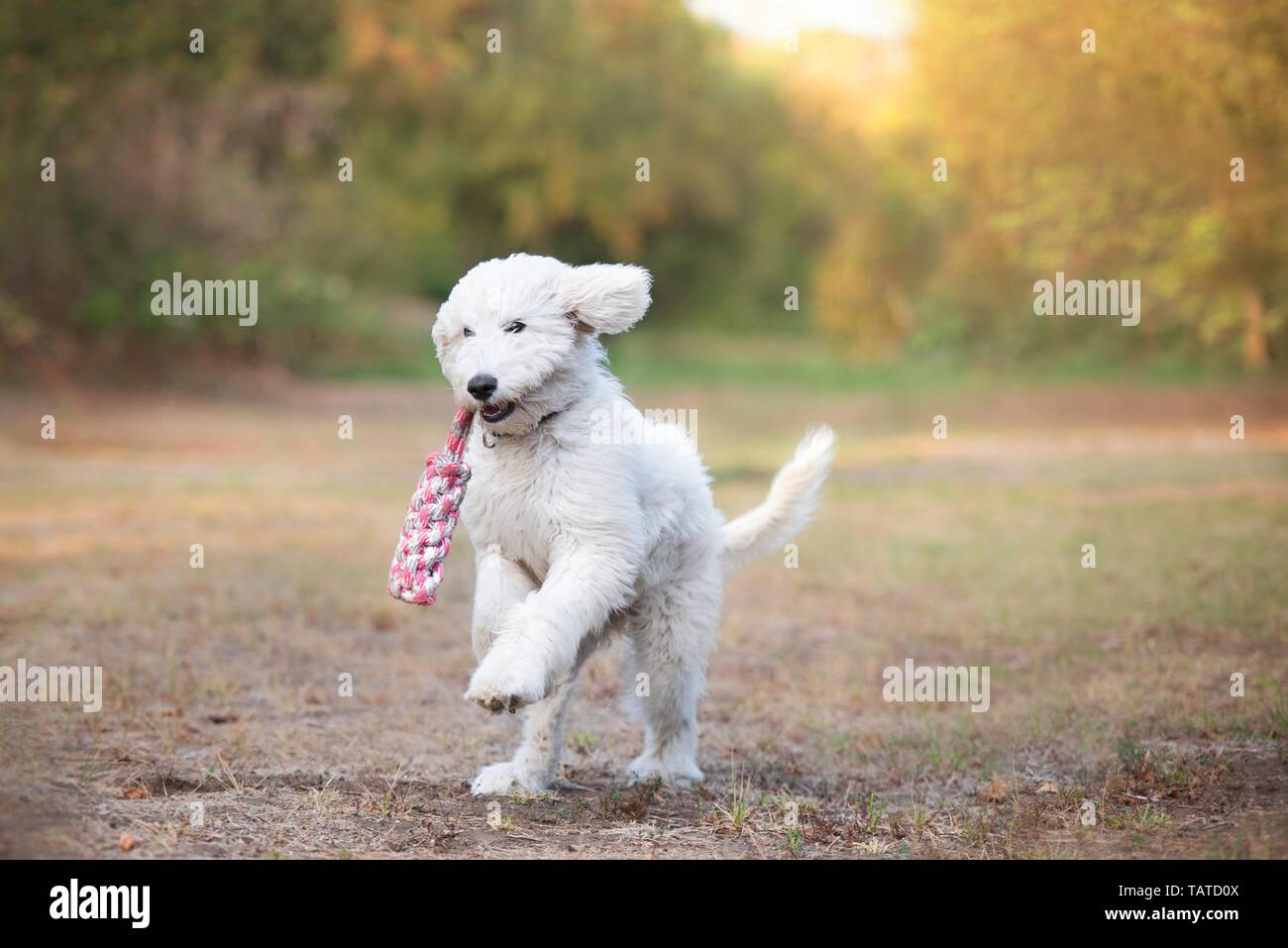 Medium sized labradoodle hi-res stock photography and images - Alamy